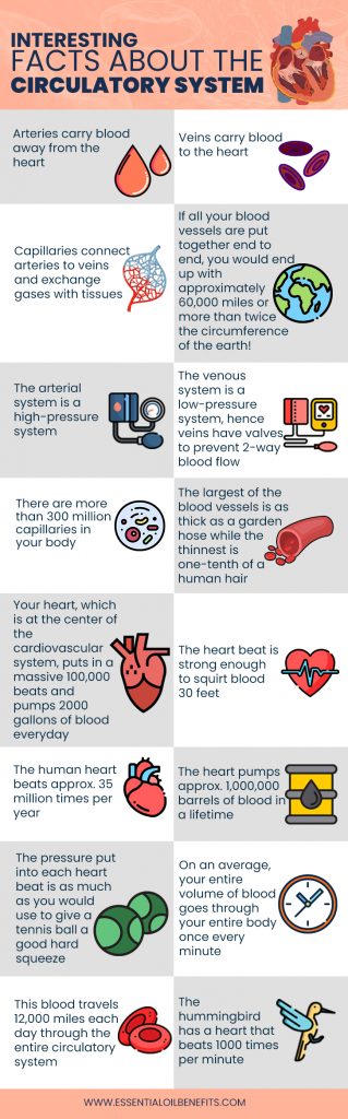 How To Use Essentials Oils To Improve Circulation & Blood Flow ...